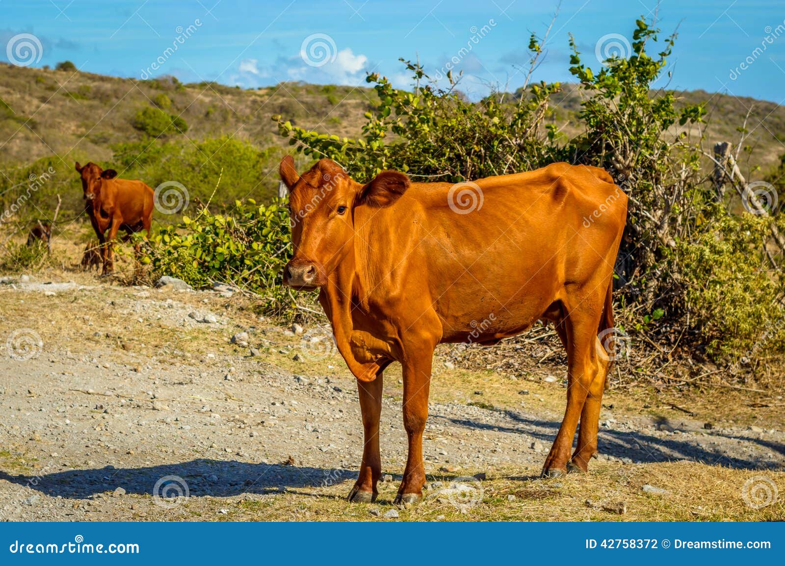 Cow on Nevis Island stock photo. Image of tropical, freerange - 42758372
