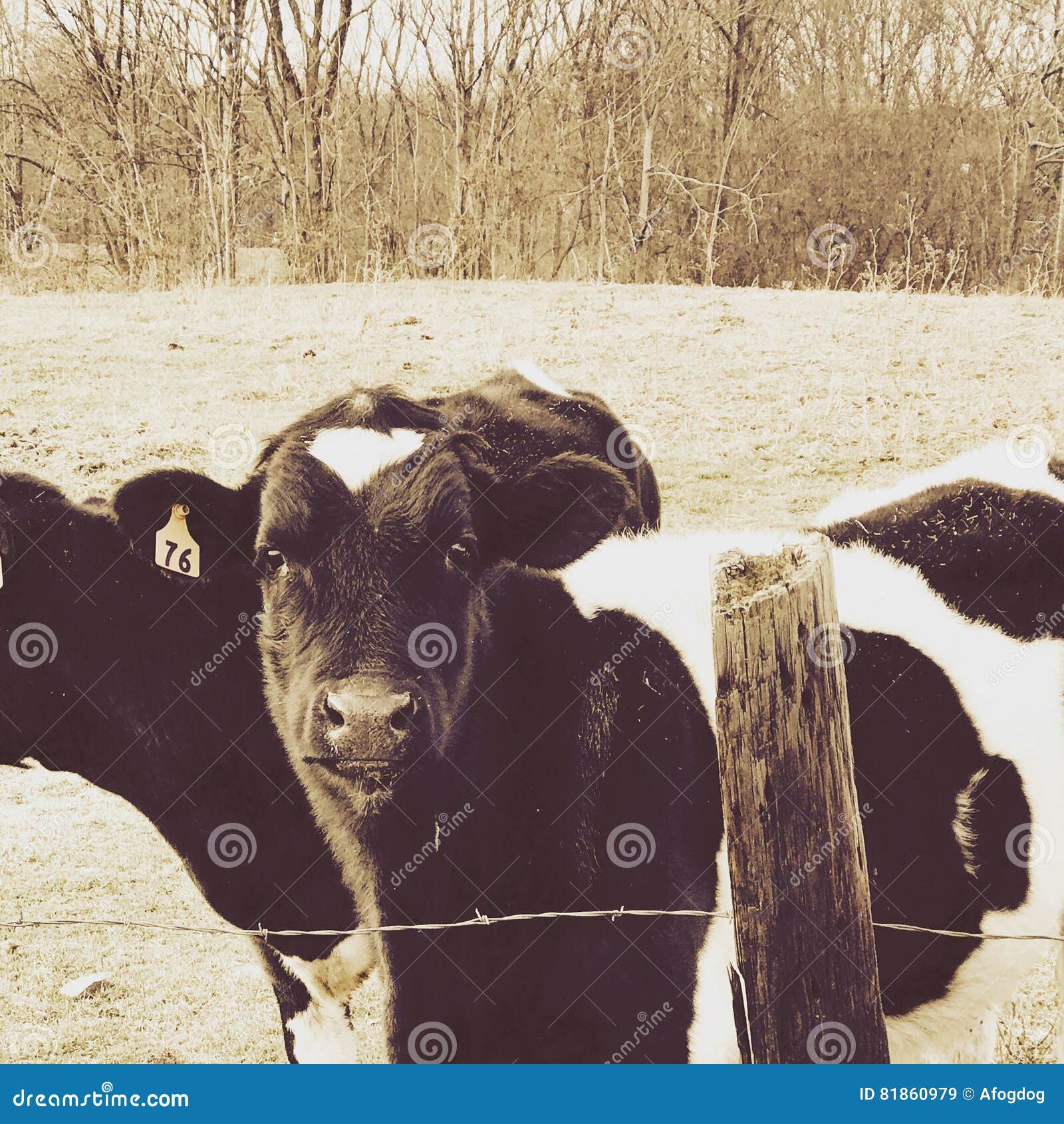 Cow 76 editorial stock image. Image of farm, york, nature - 81860979