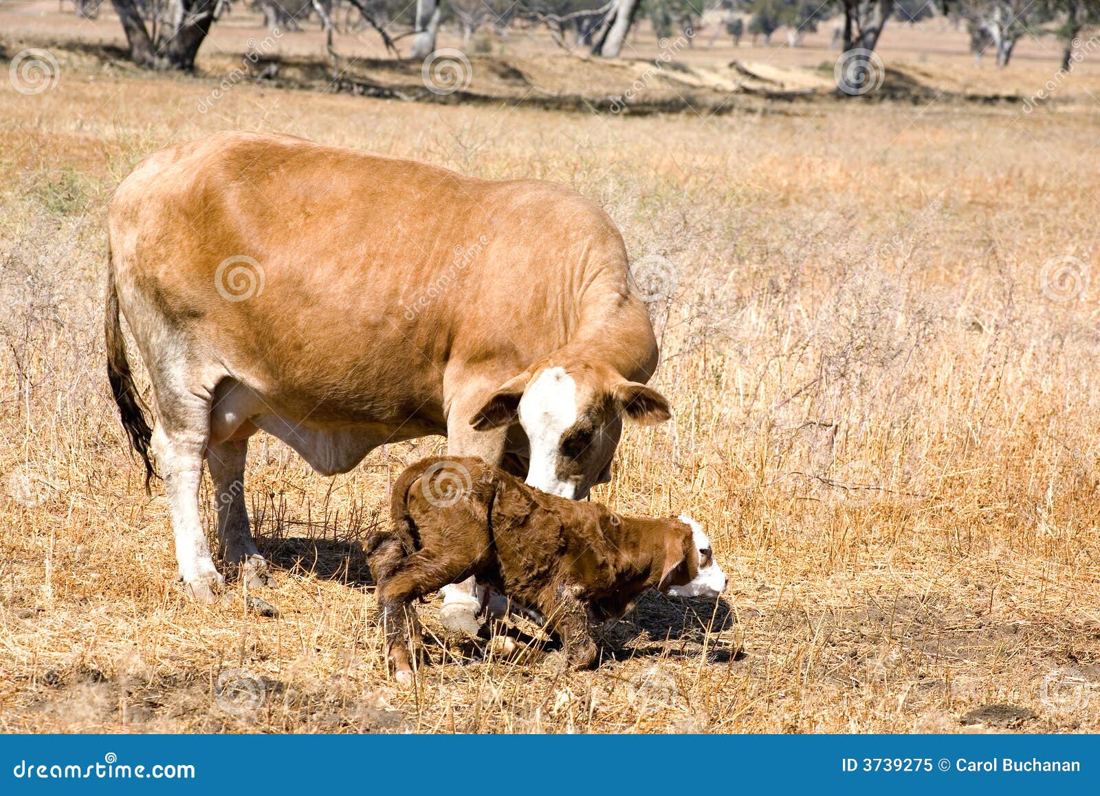 Cow with newborn Calf stock image. Image of young, farming - 3739275