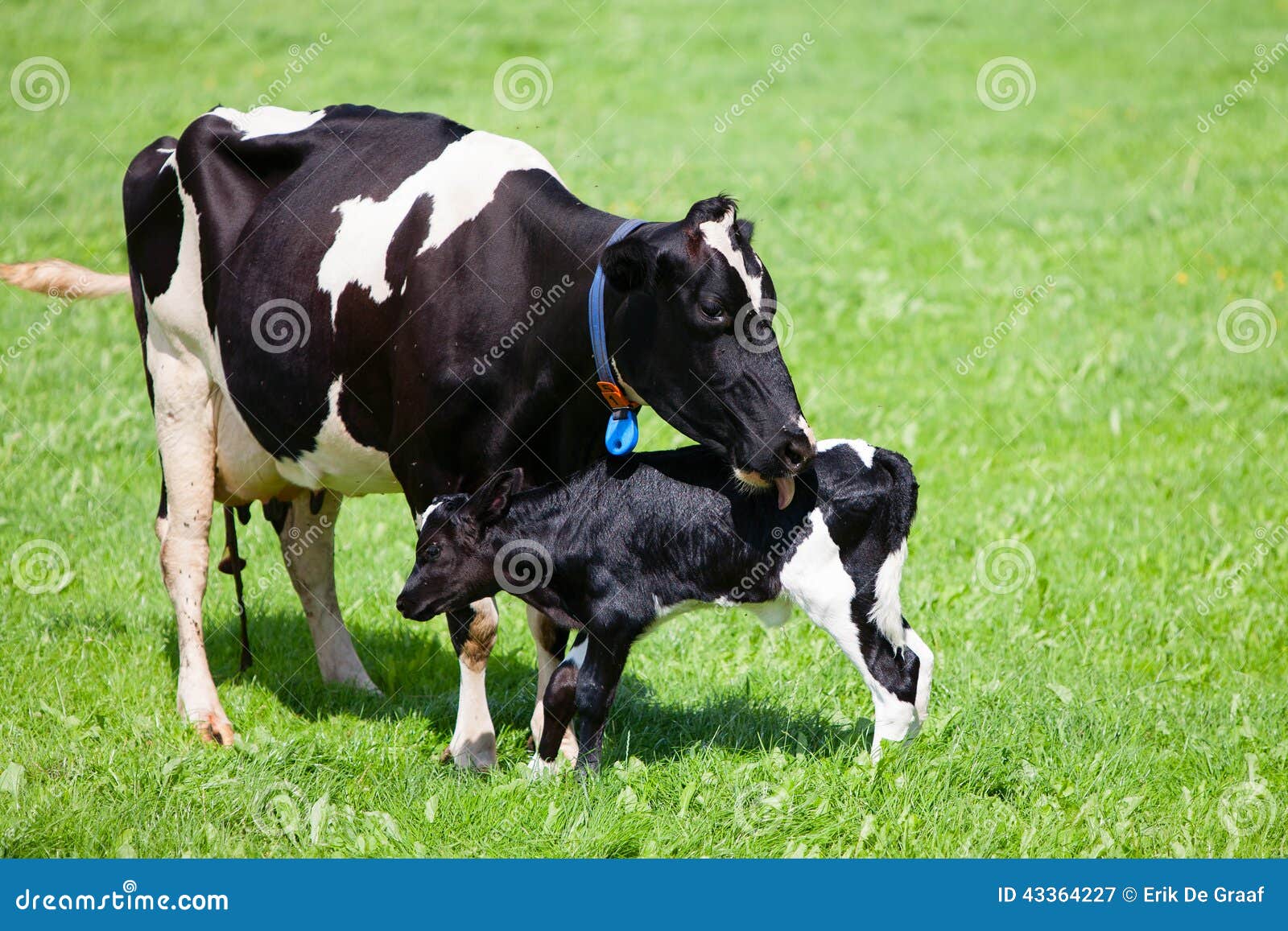 Cow with newborn calf stock image. Image of netherlands - 43364227