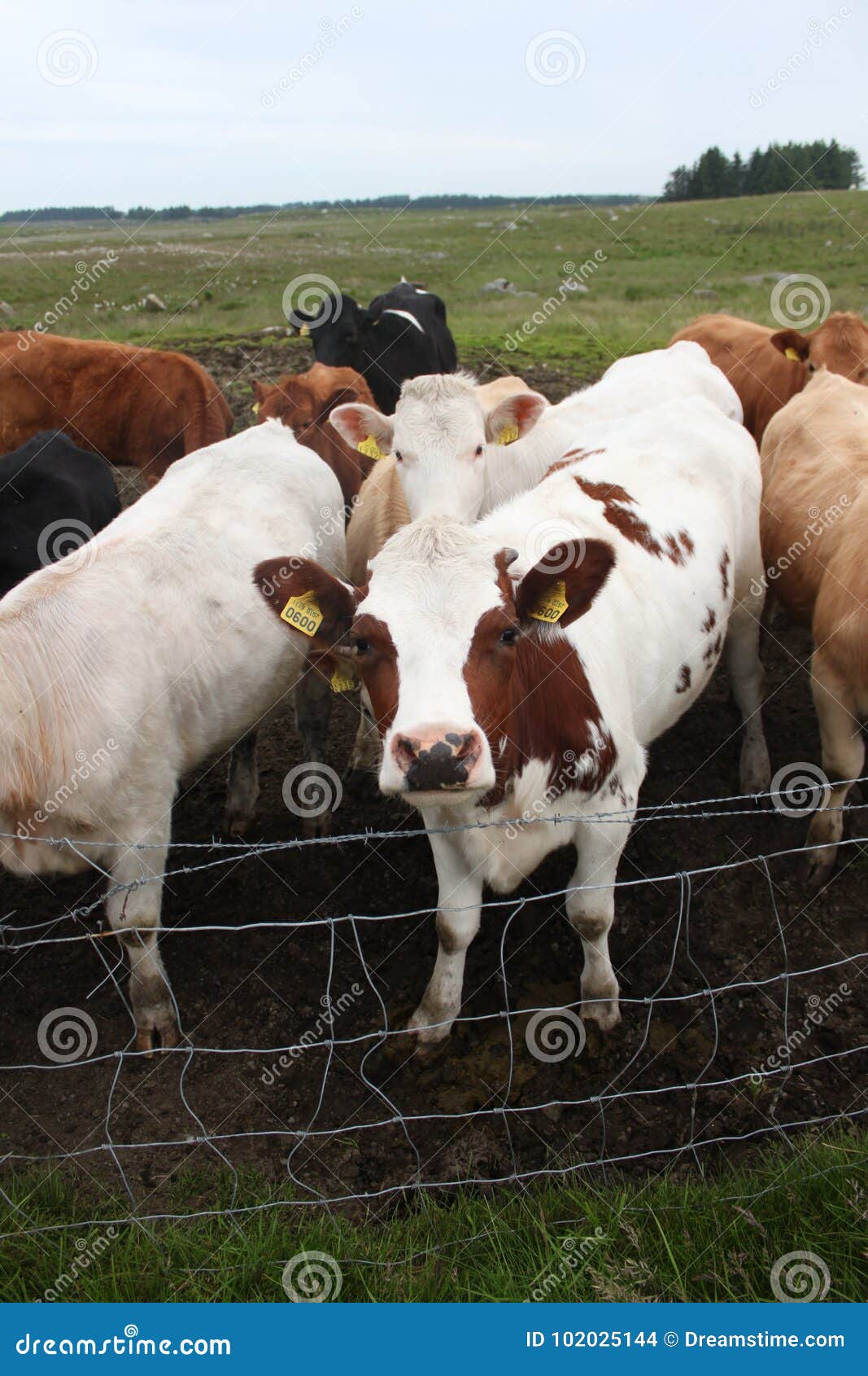 Cow stock photo. Image of kind, tree, friends, cows - 102025144