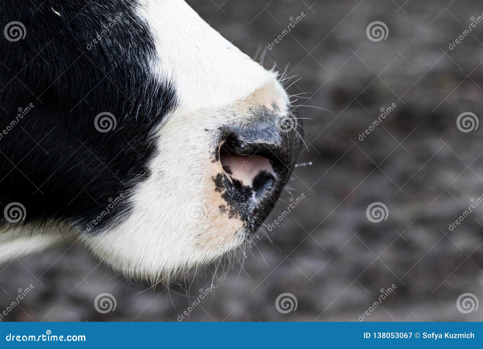 Only a cow nose stock image. Image of cattle, farm, white - 138053067