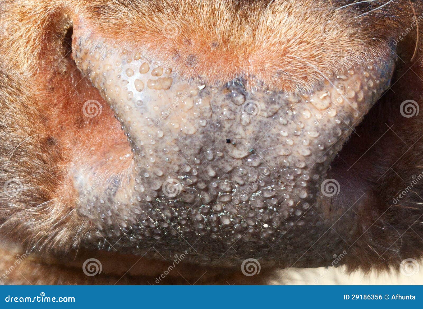 Cow Sweat Stock Photos - Free & Royalty-Free Stock Photos from Dreamstime