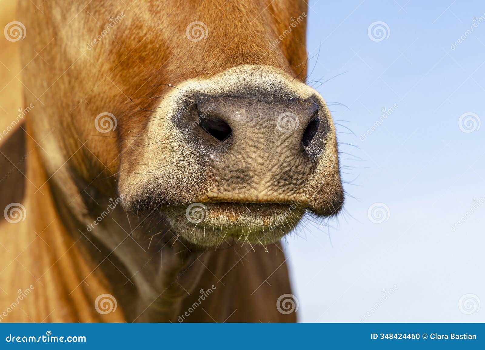 Close-up Of A Muzzle Flash, Side View, Isolated On A White Or ...