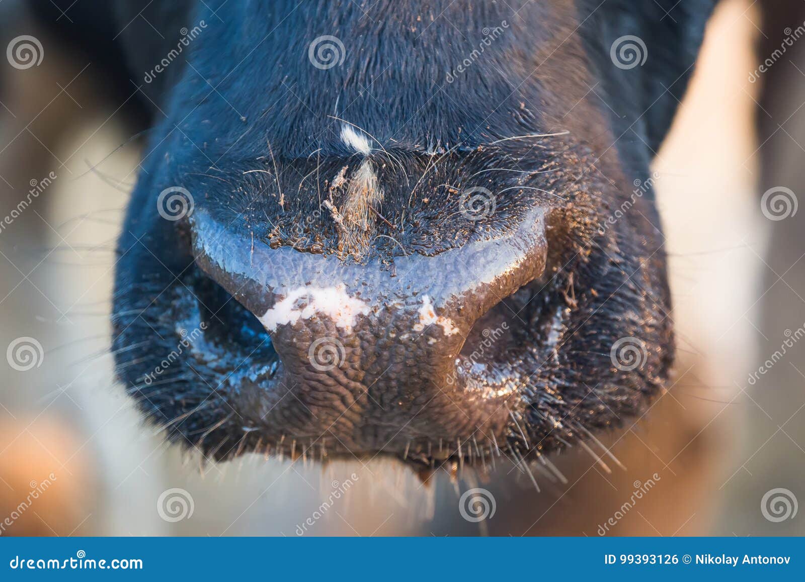 Cow Nose Close-up. Farm Concept Stock Photo - Image of herb, grazing ...