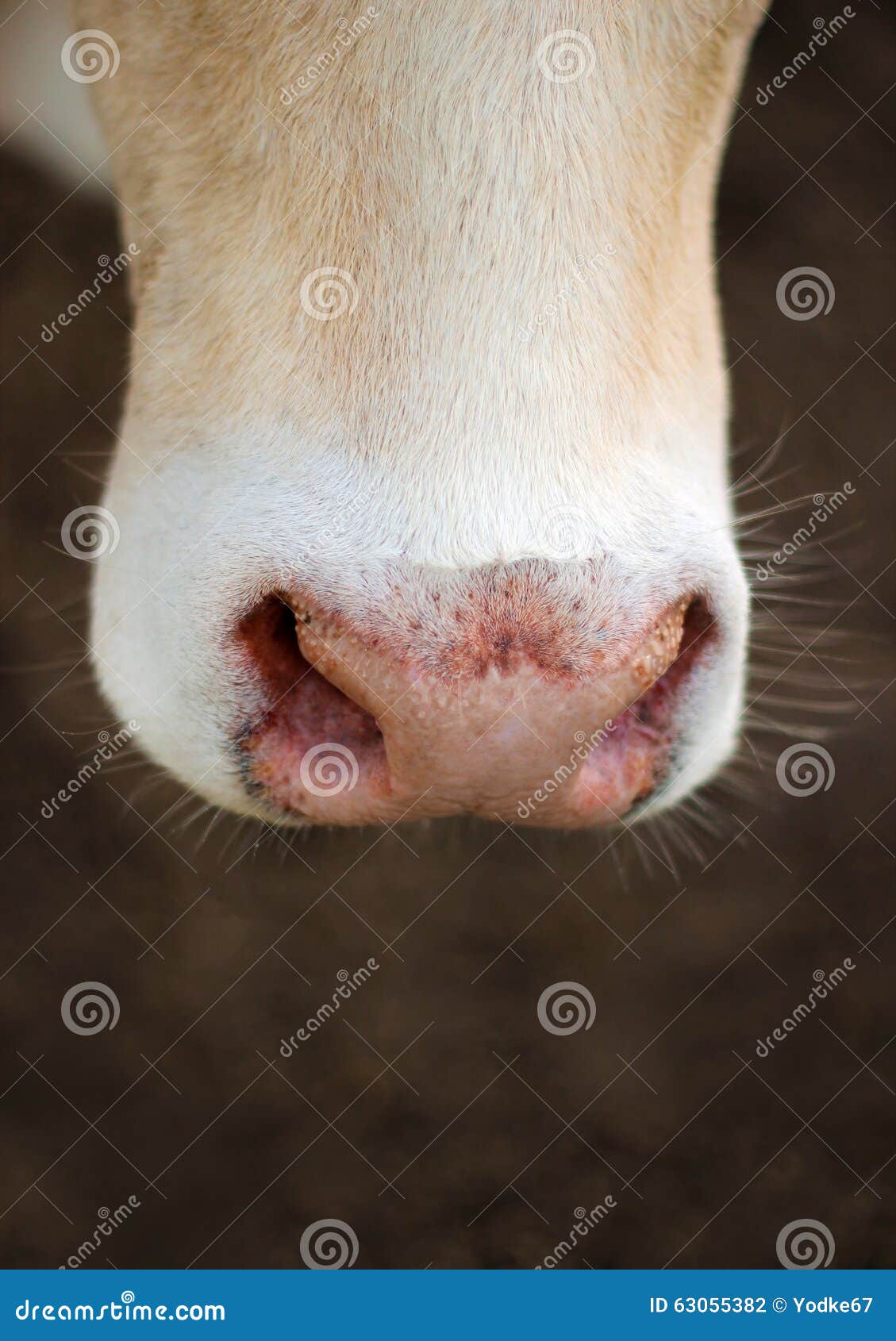Cow nose close up stock photo. Image of grass, head, grazing - 63055382