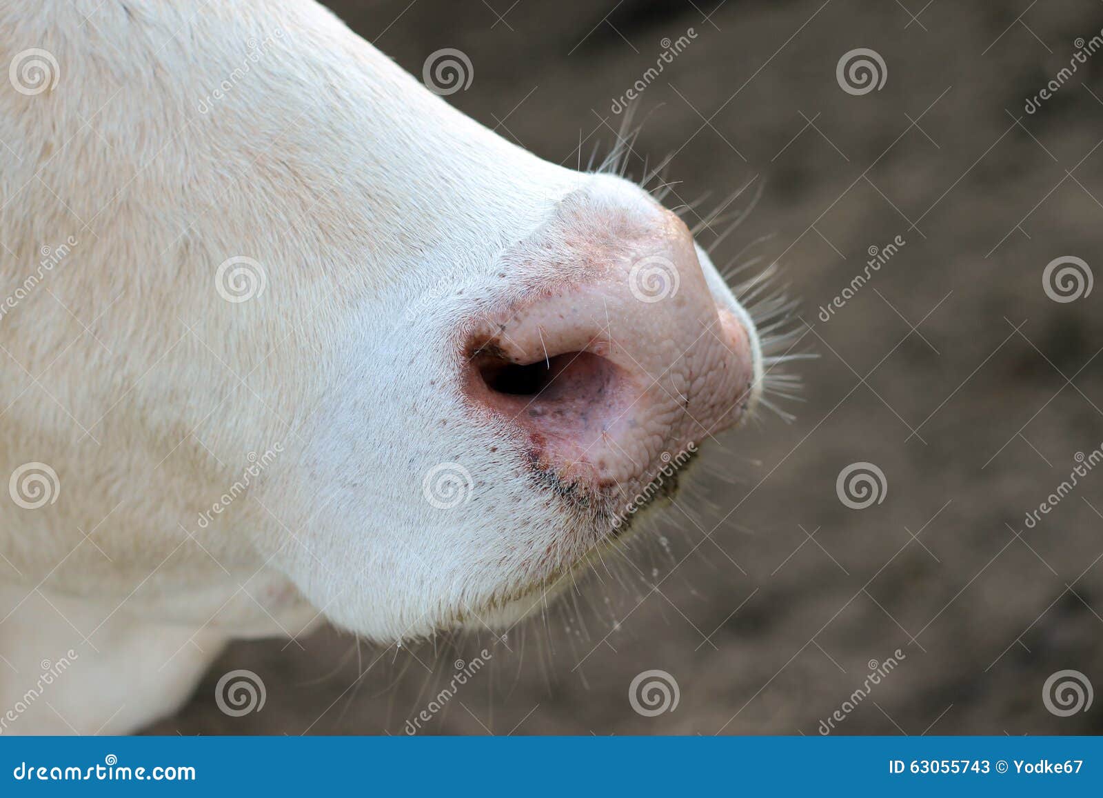 Cow nose close up stock image. Image of female, animal - 63055743