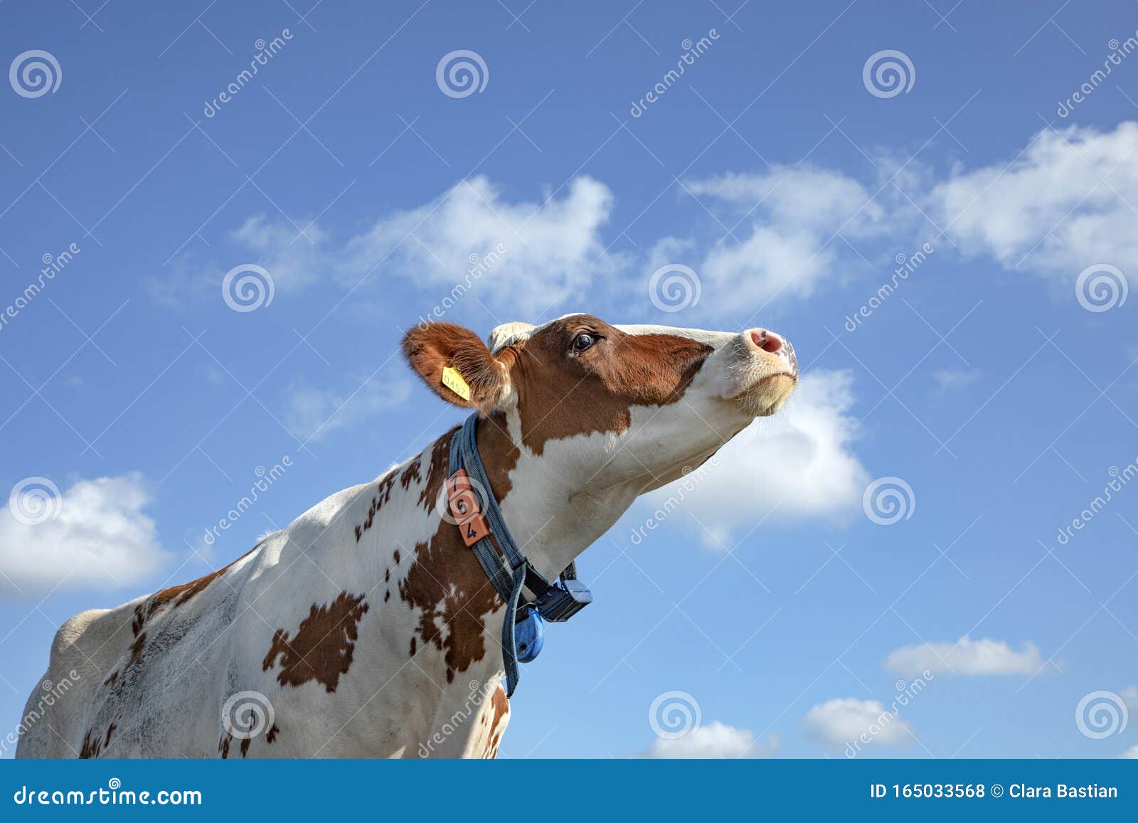 Cow with Nose Up and Spying Eye Under a Blue Sky with Clouds Stock ...