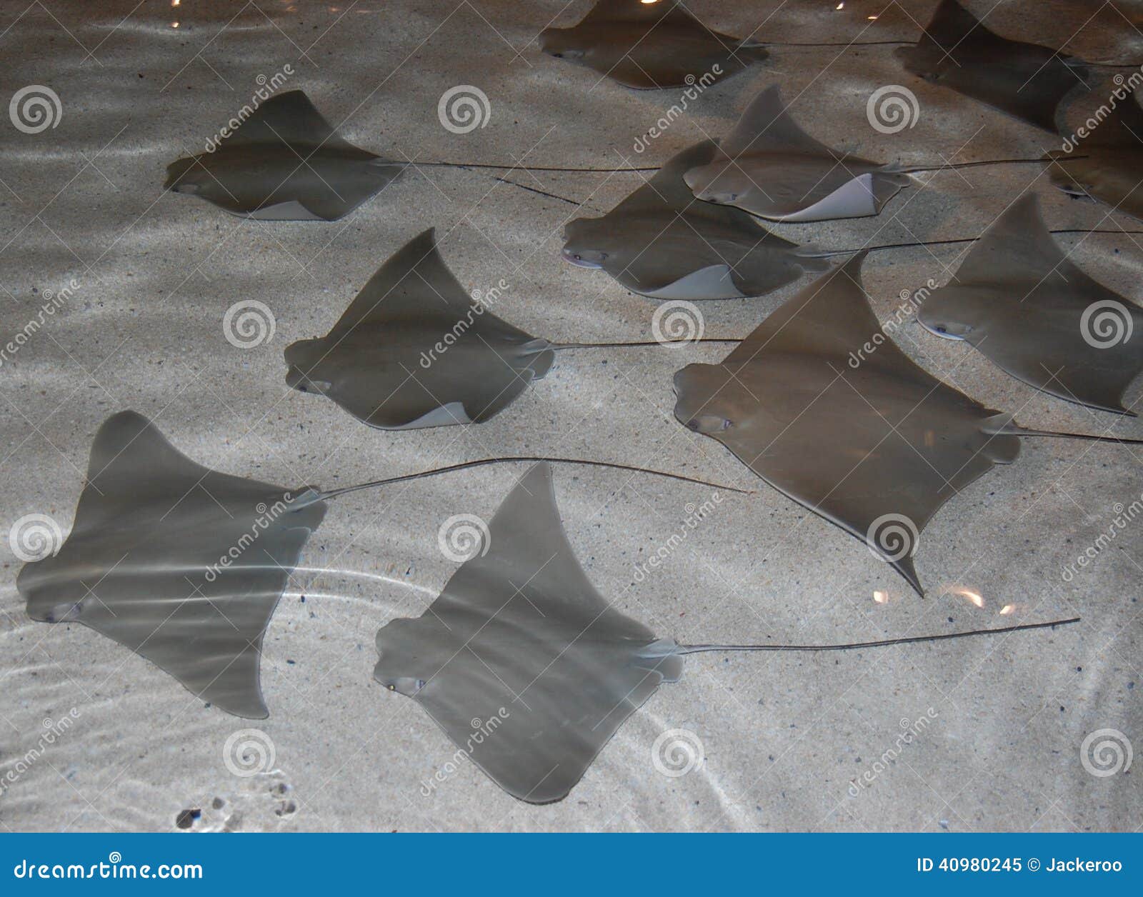 Cow Nosed Rays stock image. Image of sting, cownosed - 40980245