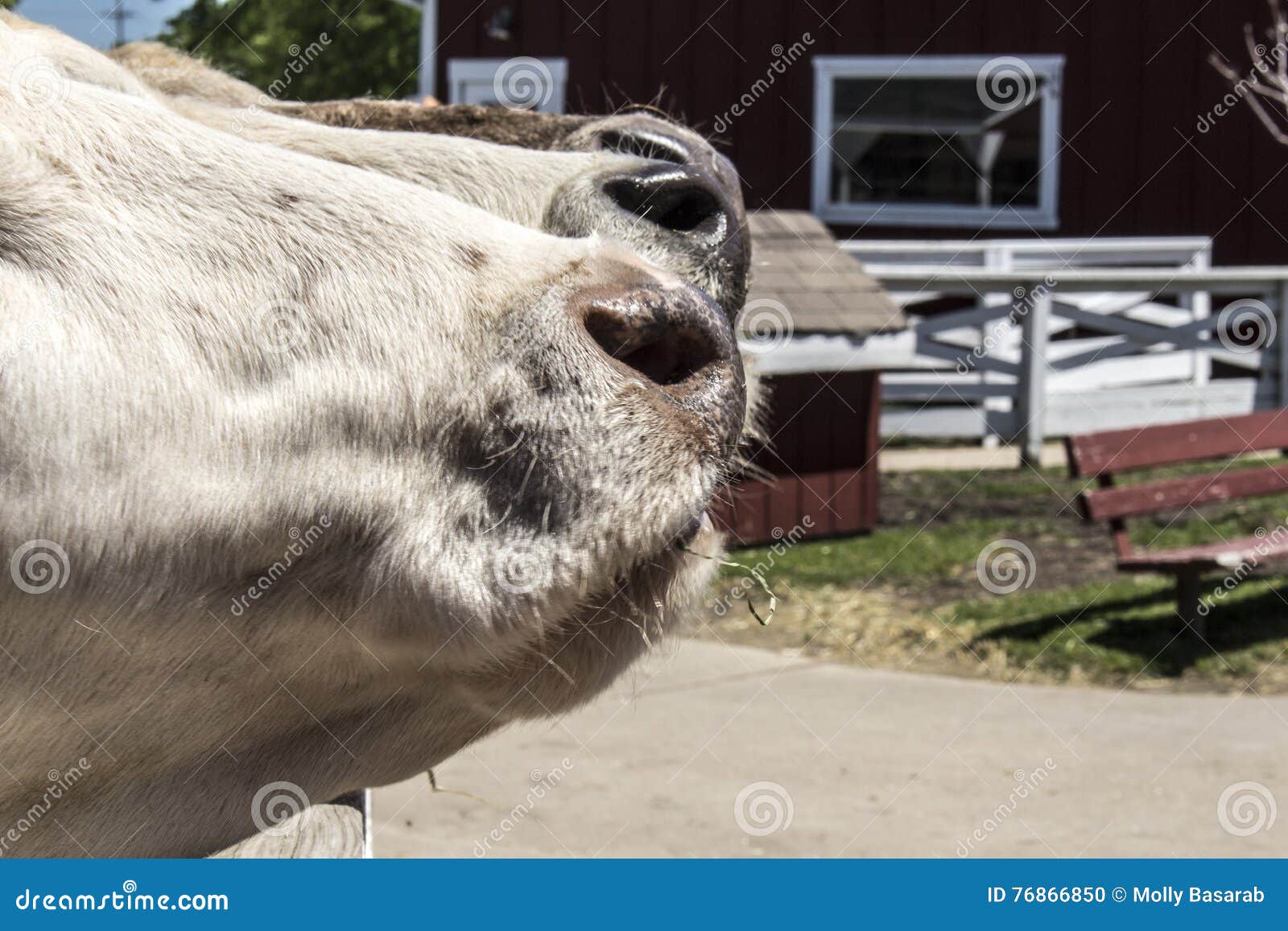 Cow Noses stock photo. Image of noses, animal, farmanimal - 76866850