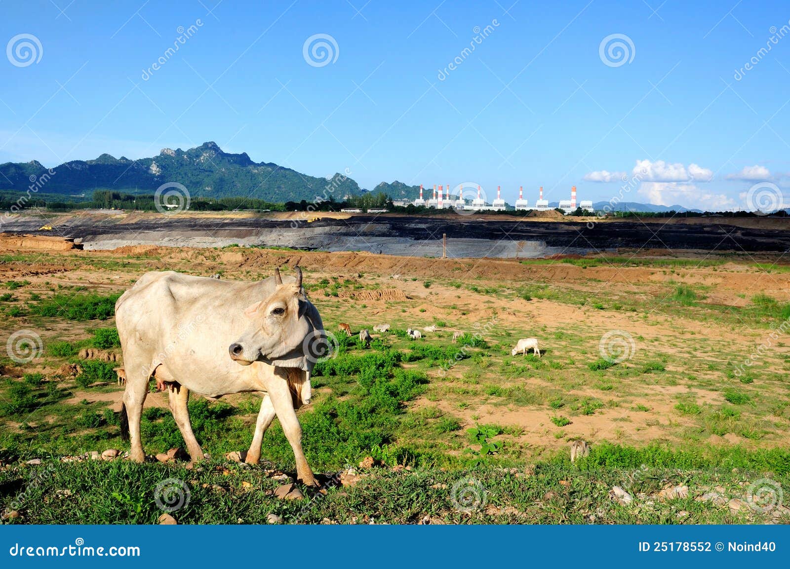 Cow Nuclear Plant stock photo. Image of green, herd, bovine - 25178552