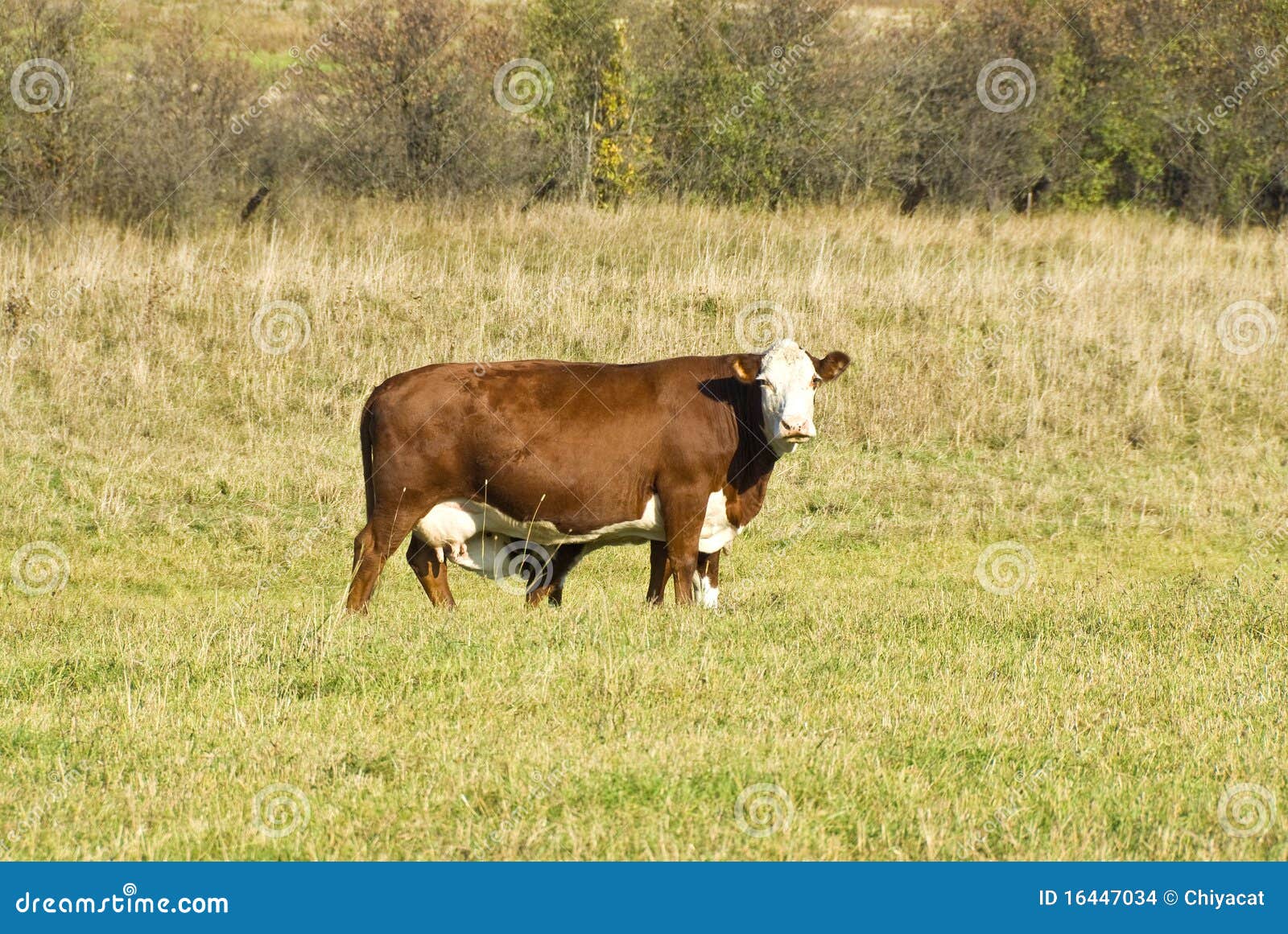 Cow Nursing a Calve stock photo. Image of countryside - 16447034