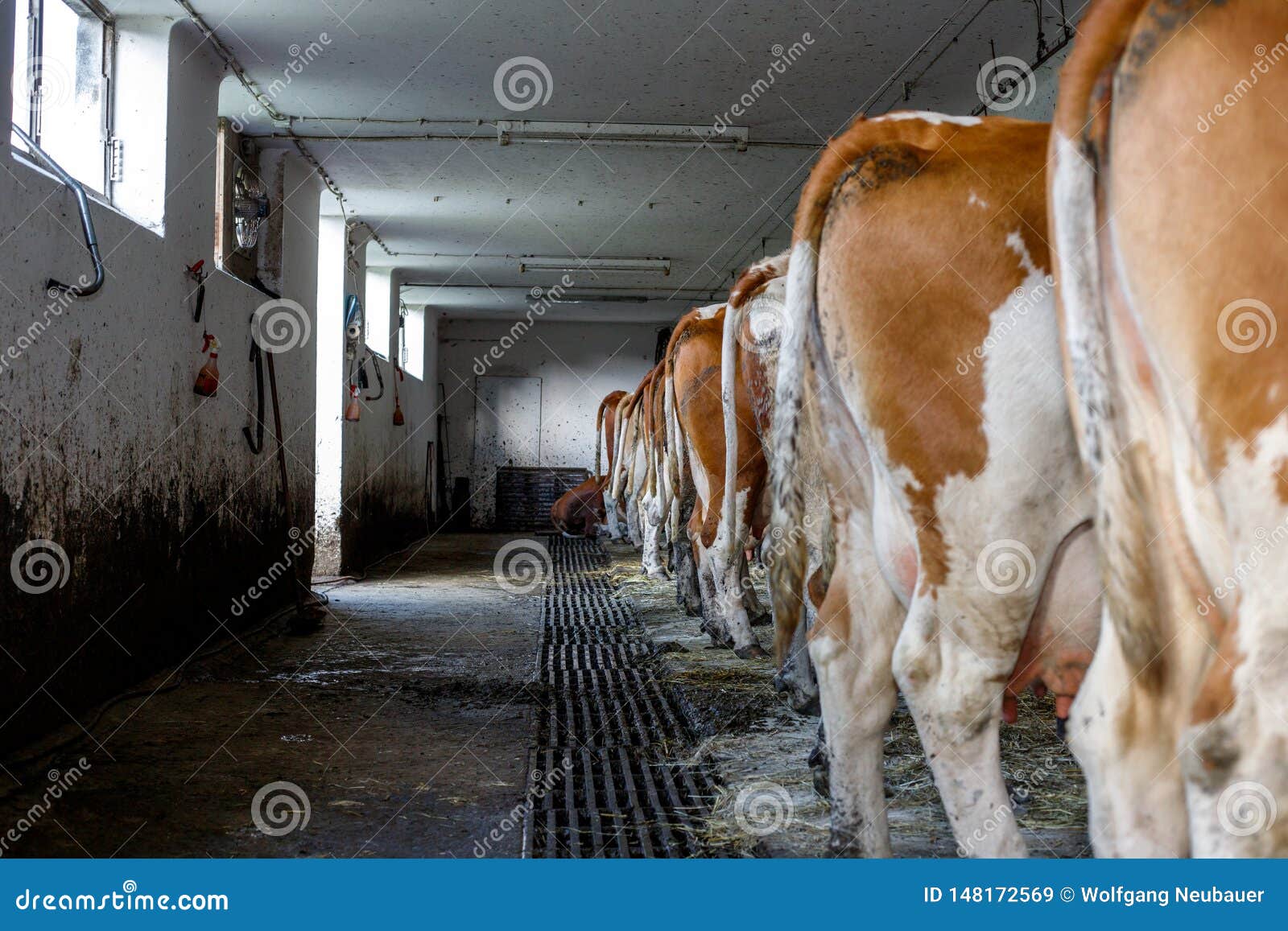 Cow At A Old Farm In Its Natural Environment Sleeping Eating Drinking ...