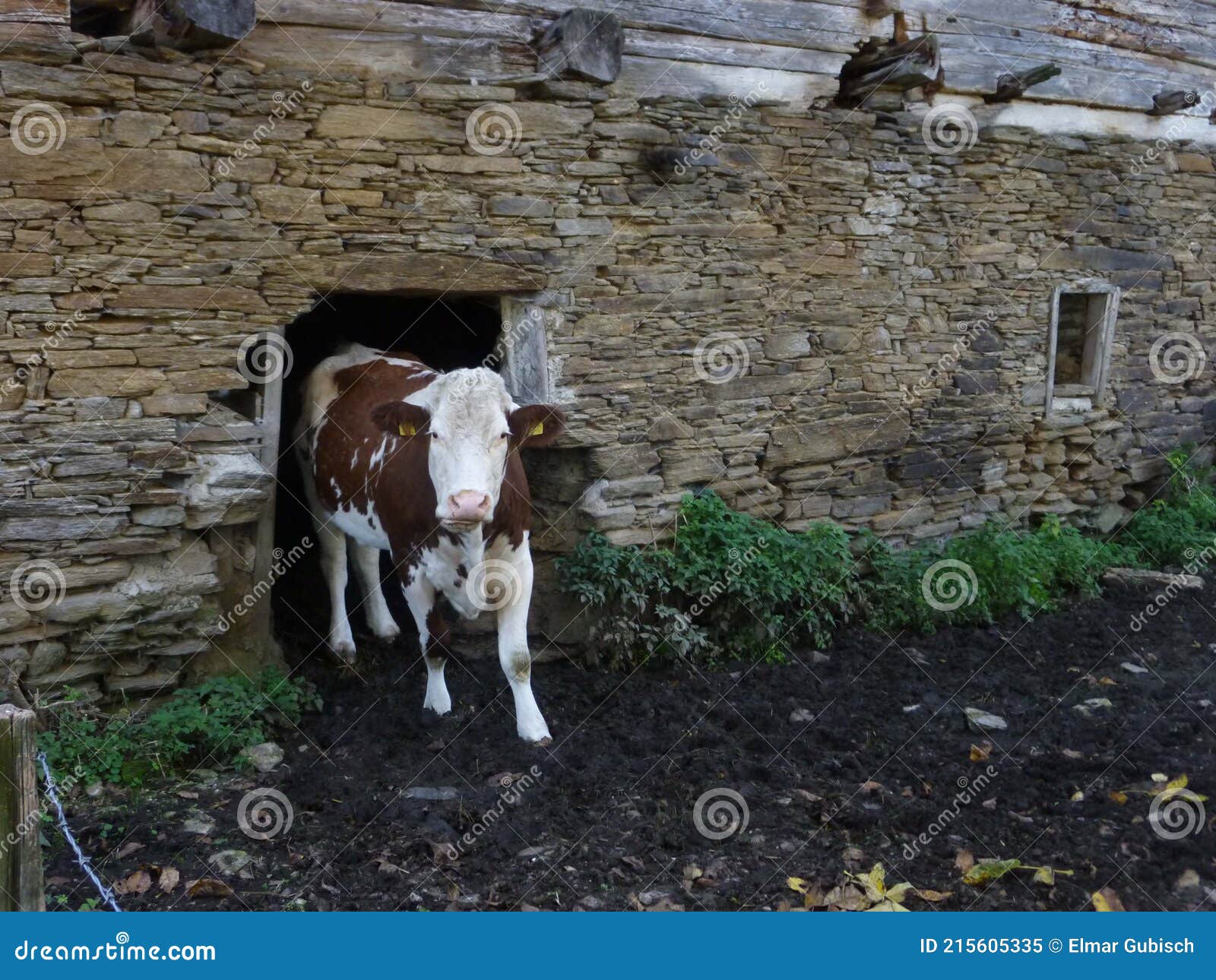 Cow in an open barn stock image. Image of dairy, product - 215605335