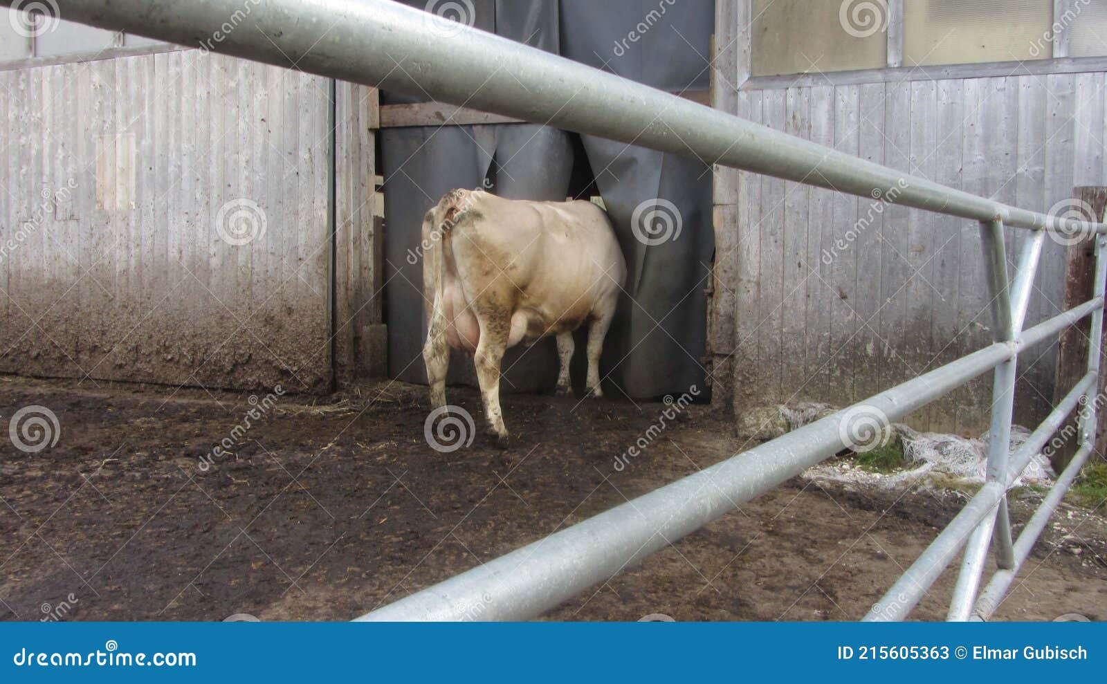 Cow in an open barn stock image. Image of keeping, animals - 215605363