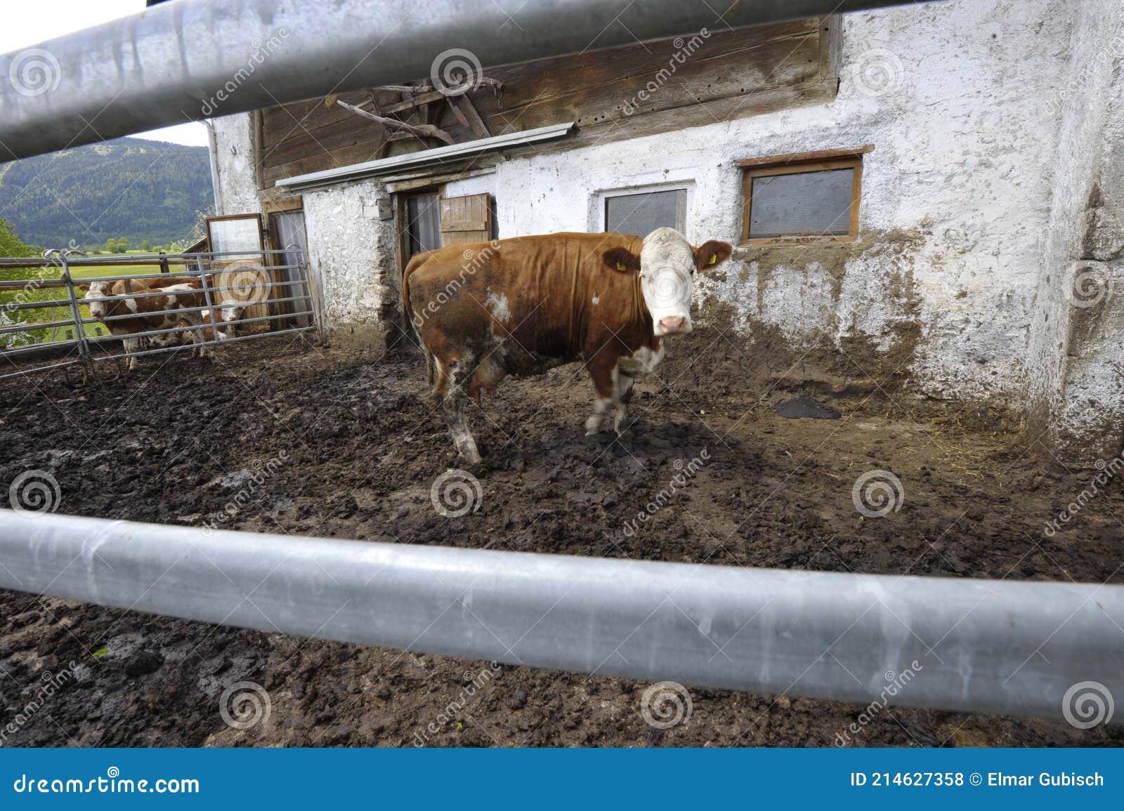 Cow in an open barn stock photo. Image of dairy, livestock - 214627358