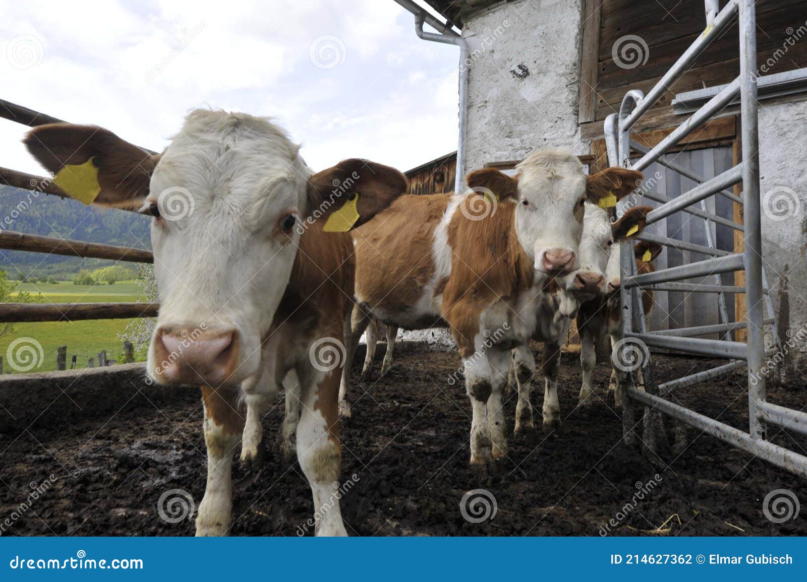 Cow in an open barn stock photo. Image of livestock - 214627362