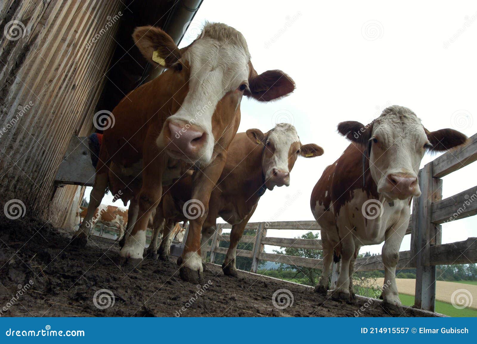 Cow in an open barn stock image. Image of cows, business - 214915557