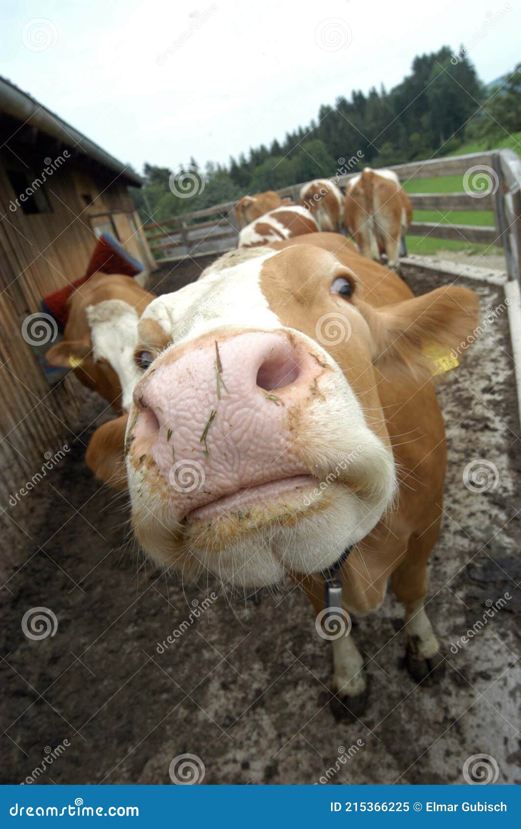 Cow in an open barn stock image. Image of funding, animal - 215366225