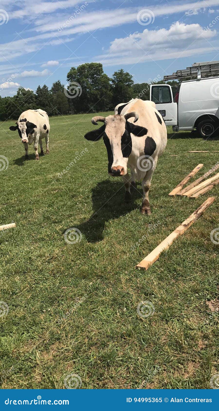 Cow out in open stock image. Image of open, exploring - 94995365