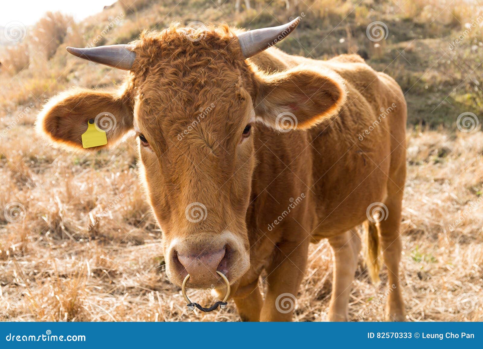 Cow at outdoor stock image. Image of eating, field, farming - 82570333
