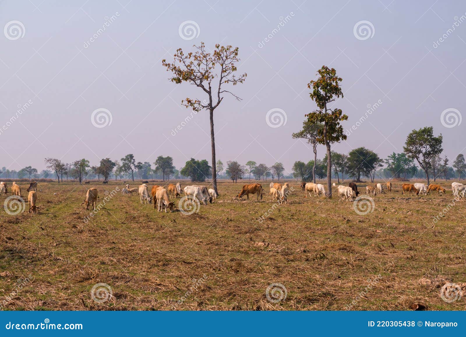 Cow in the Outdoors Foraging Freely. in the Nature of the Countryside ...