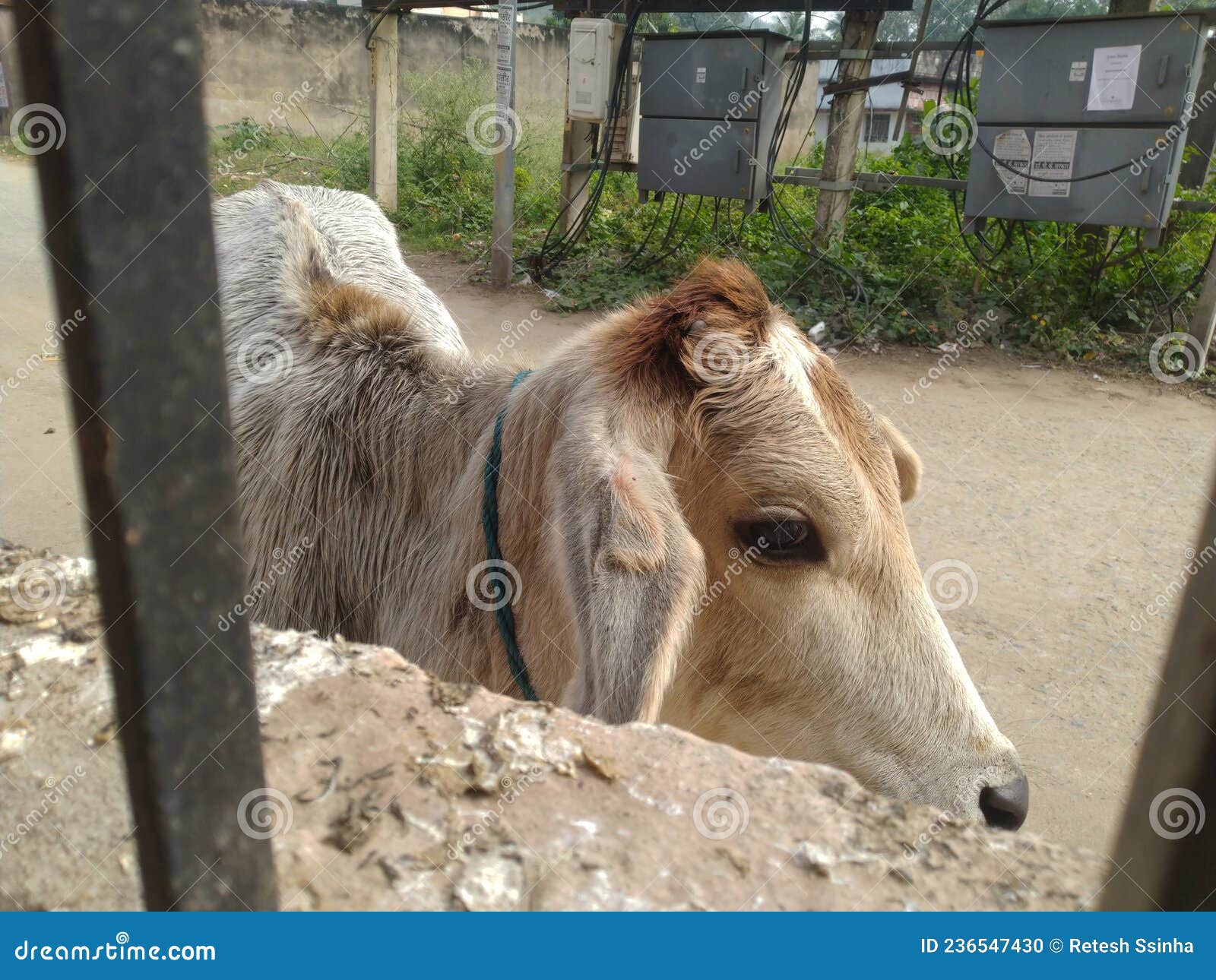 Cow outside the house stock photo. Image of grazing - 236547430