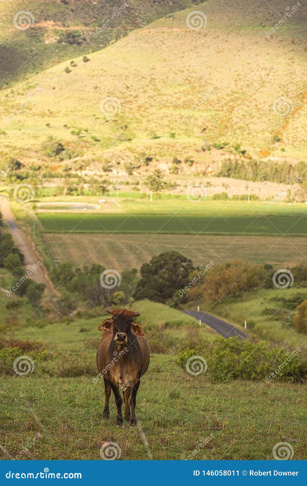 Cow outside in the paddock stock image. Image of rural - 146058011