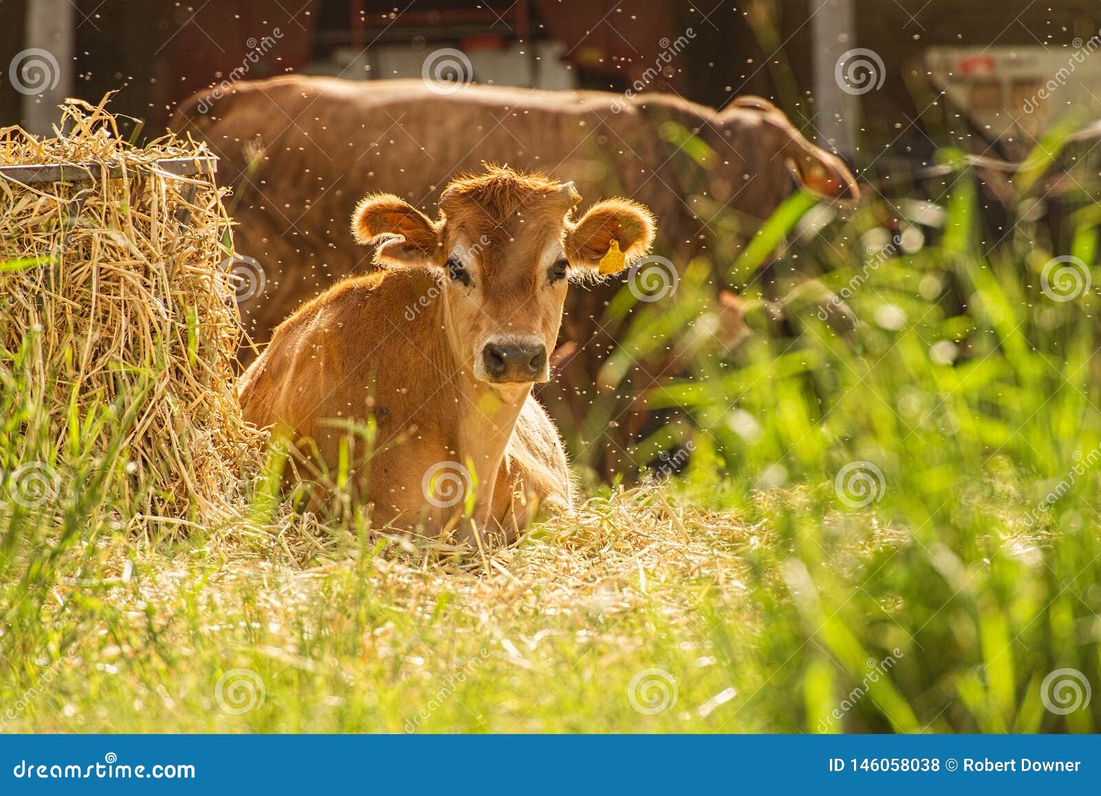 Cow outside in the paddock stock photo. Image of beef - 146058038