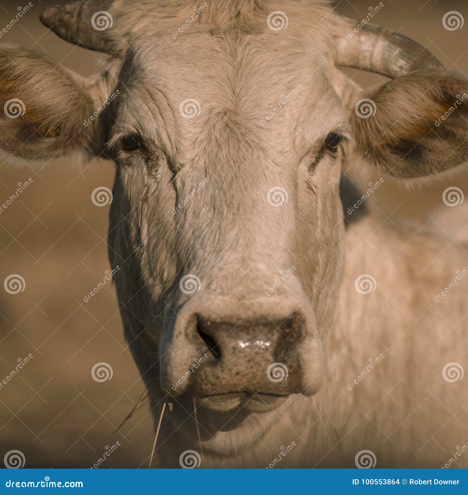 Cow outside in the paddock stock photo. Image of background - 100553864