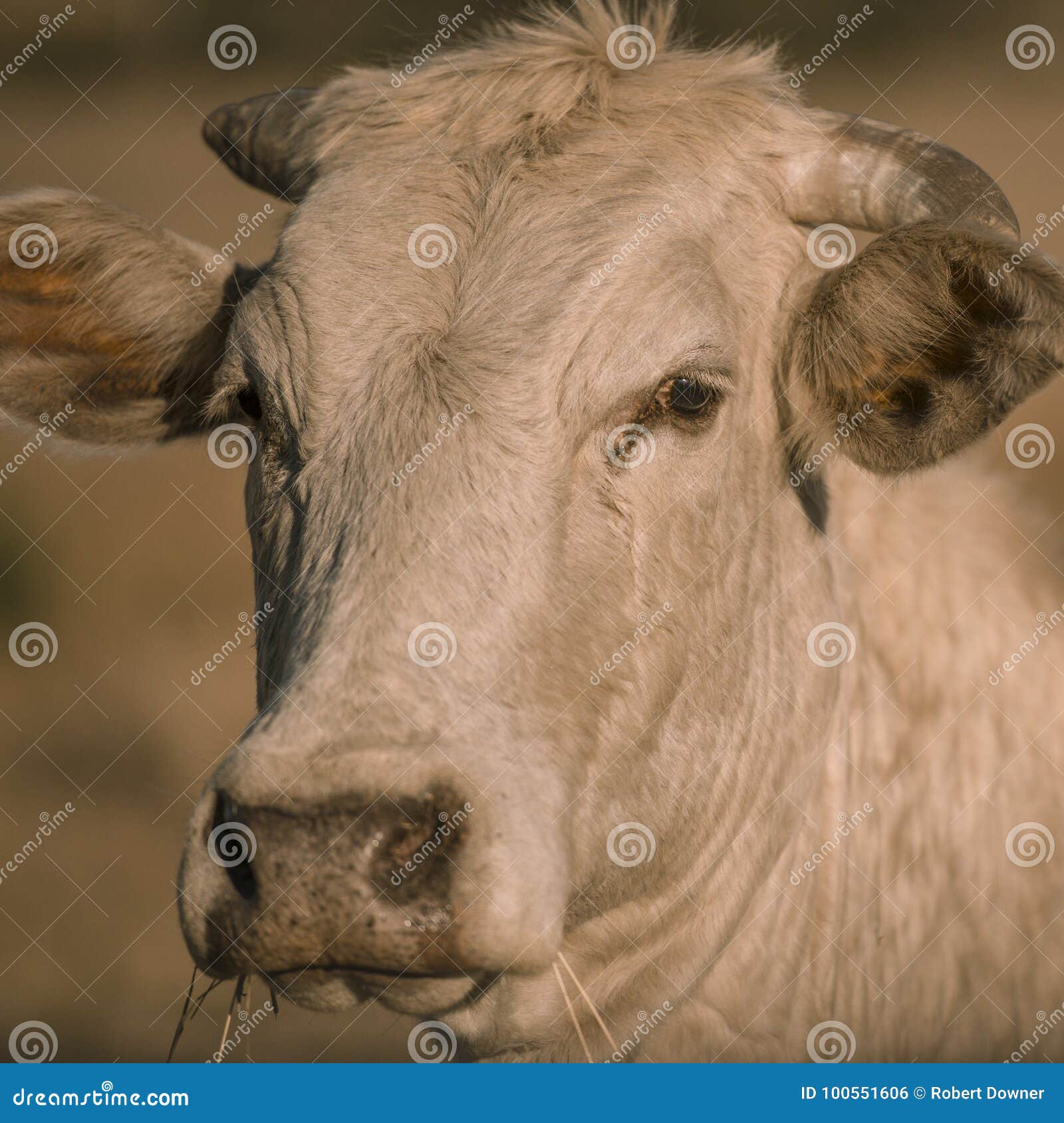 Cow outside in the paddock stock photo. Image of summer - 100551606