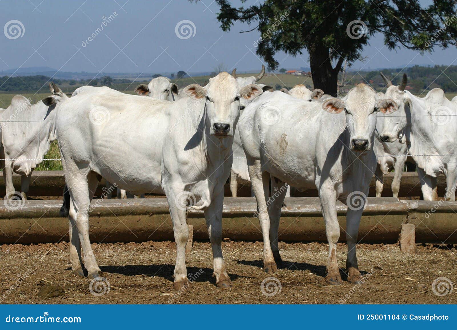 Cow and ox stock photo. Image of fresh, agriculture, bovine - 25001104