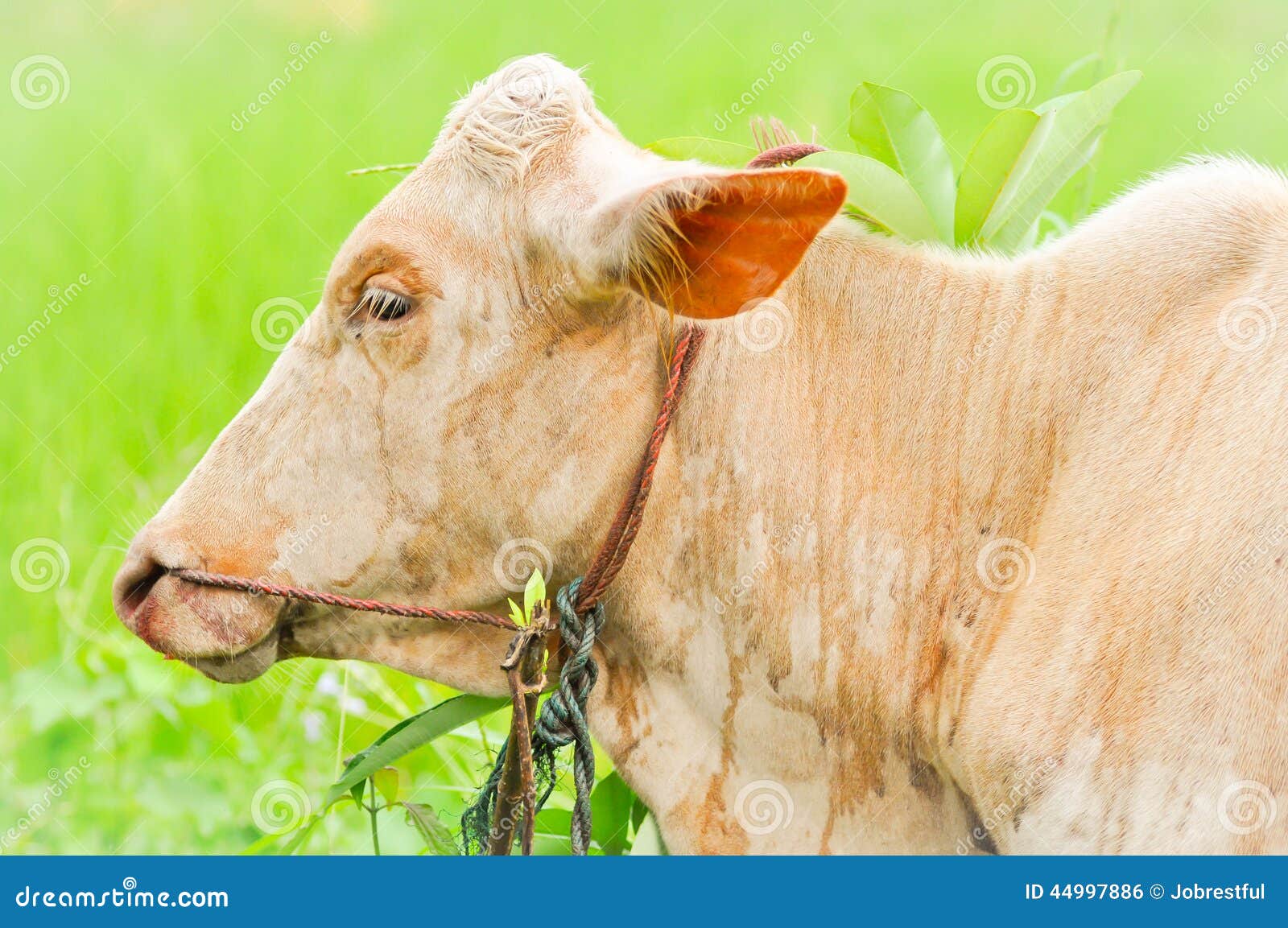 Cow,ox stock photo. Image of cute, stare, black, farm - 44997886