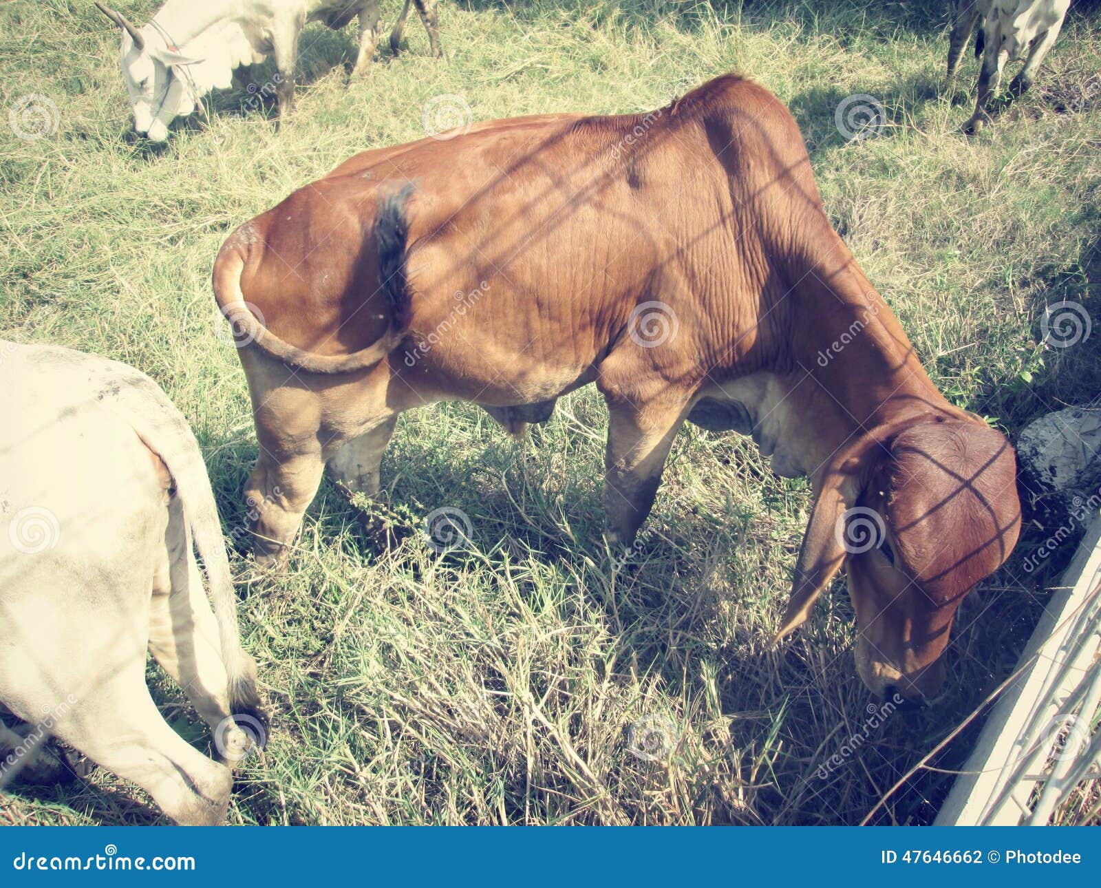Cow and ox stock photo. Image of grazing, health, breed - 47646662