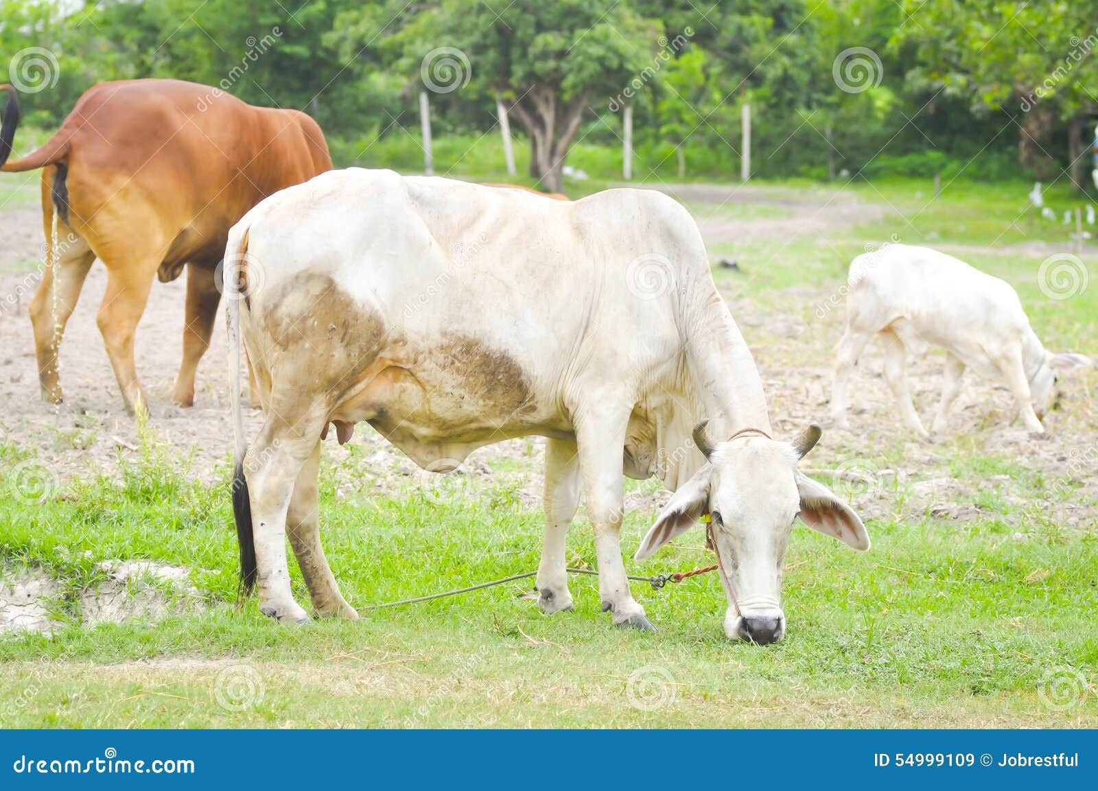 Cow and ox stock image. Image of animal, livestock, agricultural - 54999109