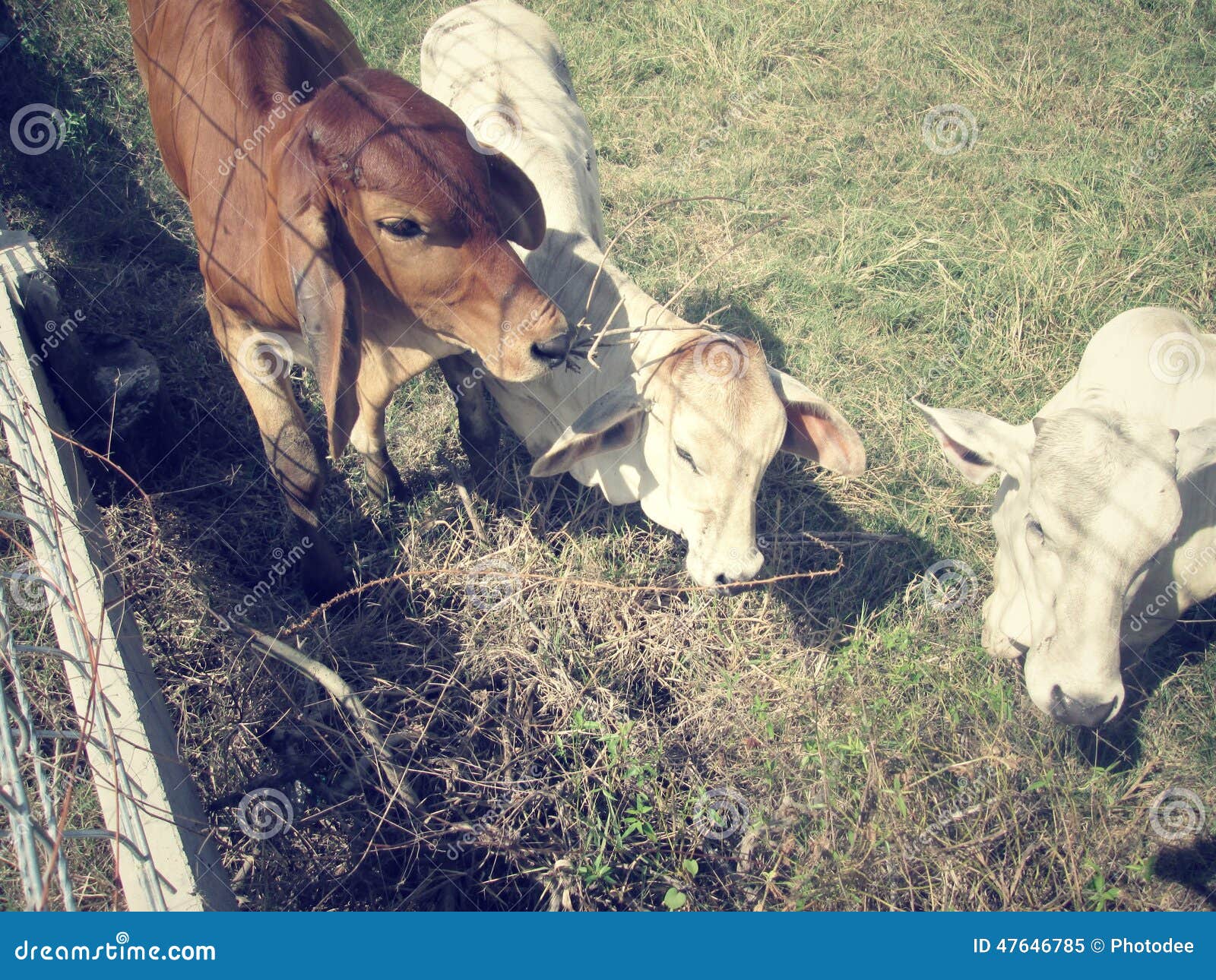 Cow and ox in rural stock image. Image of brahman, livestock - 47646785