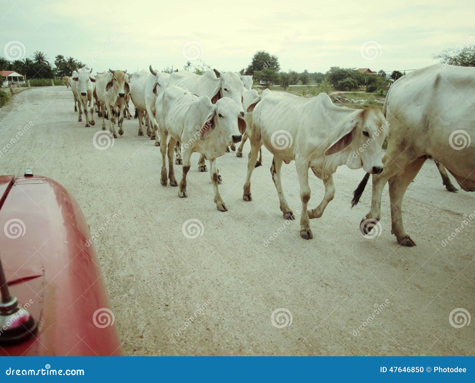 Cow and ox in rural stock photo. Image of livestock, agriculture - 47646850