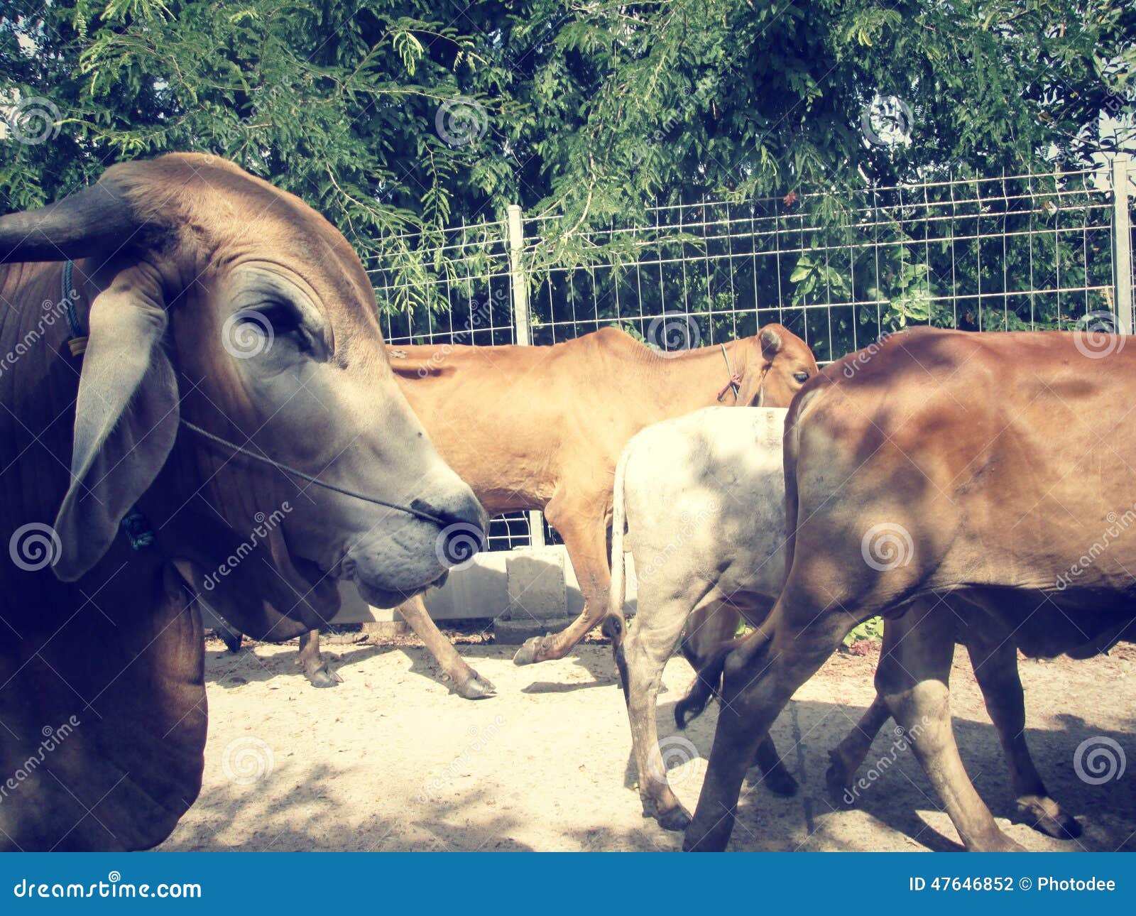 Cow and ox in rural stock photo. Image of farming, bovine - 47646852