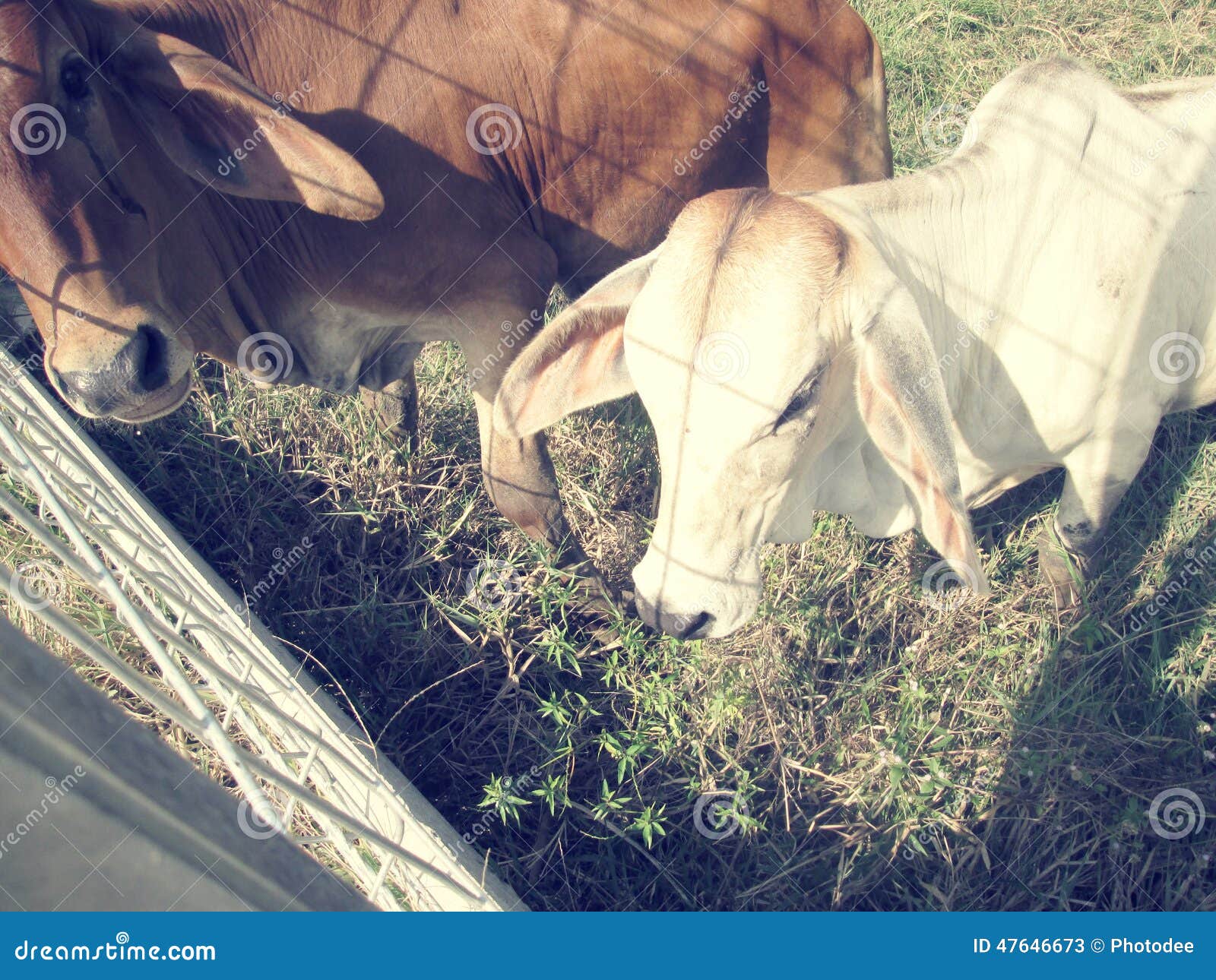 Cow and ox in rural stock image. Image of grazing, color - 47646673