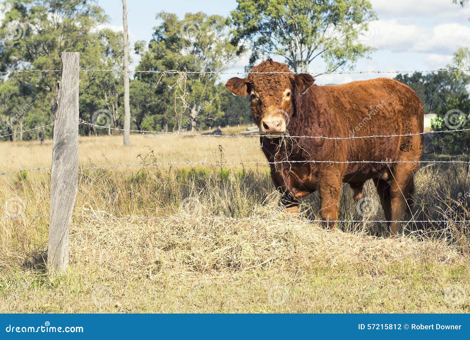 Cow in the paddock stock photo. Image of graze, animal - 57215812