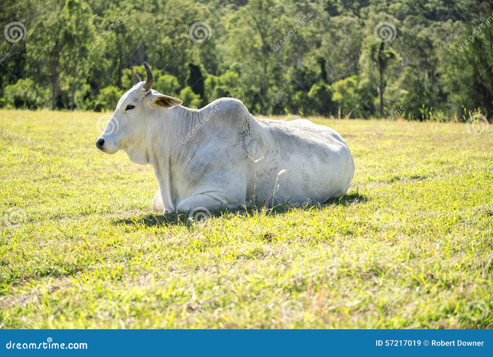 Cow in the paddock stock image. Image of sunny, background - 57217019