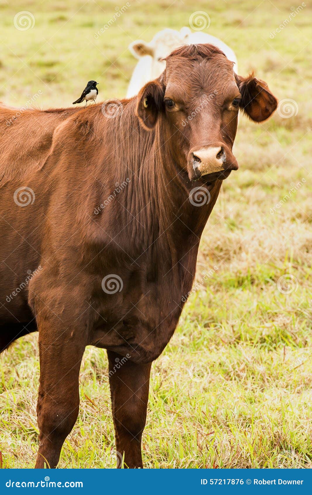 Cow in the paddock stock photo. Image of agriculture - 57217876