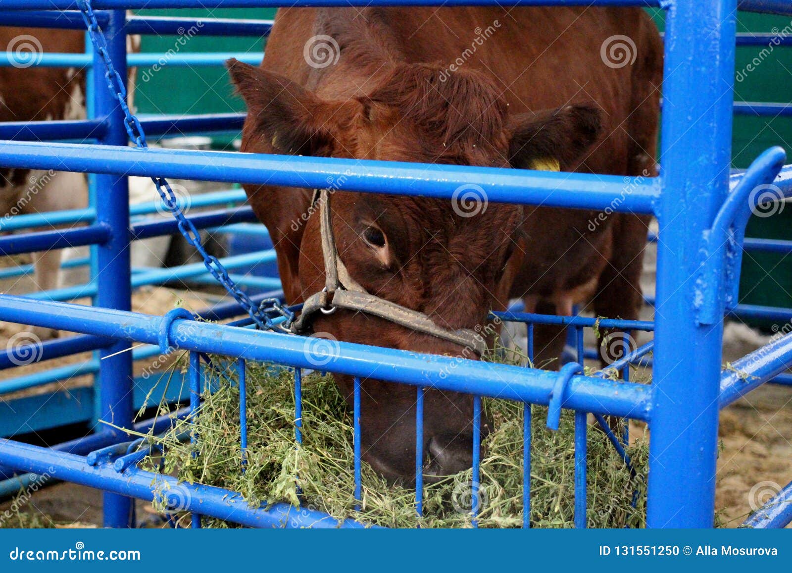Cow in the Paddock on the Farm Eating Hay Stock Photo - Image of cattle ...