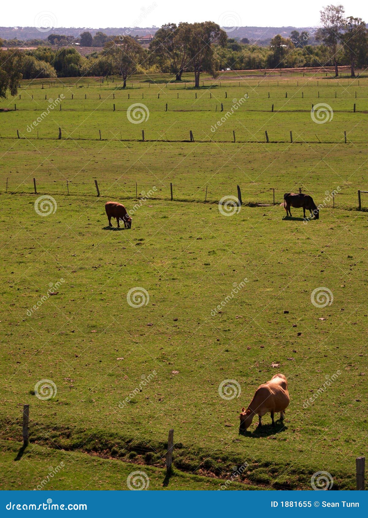 Cow Paddocks Galore Picture. Image: 1881655