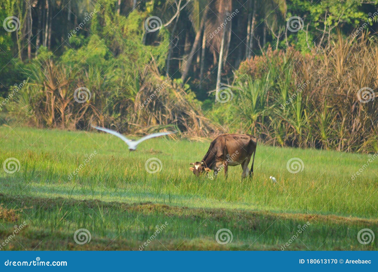 Cow on paddy field stock photo. Image of herd, safari - 180613170