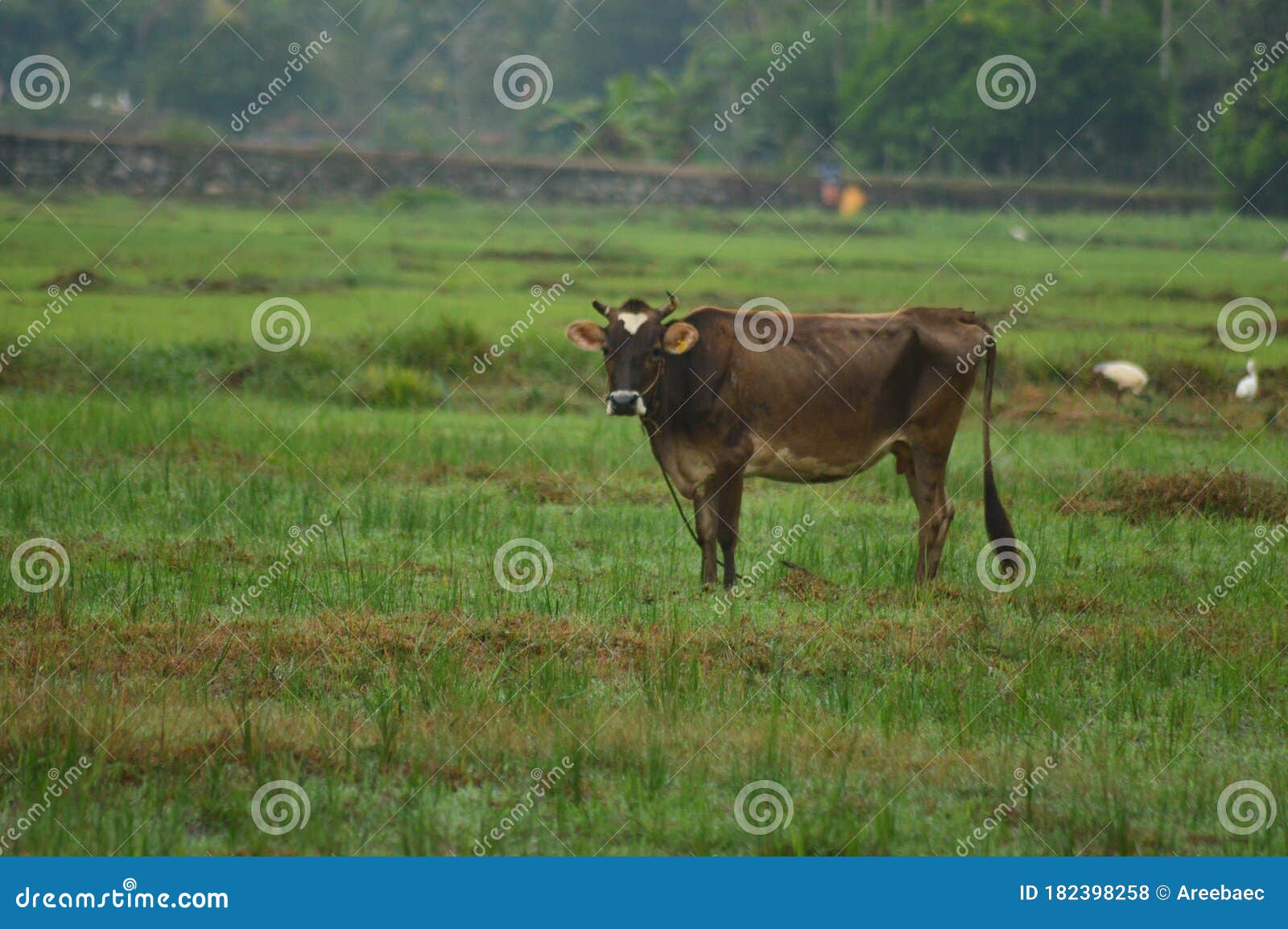 Cow on paddy field stock photo. Image of cattle, plain - 182398258