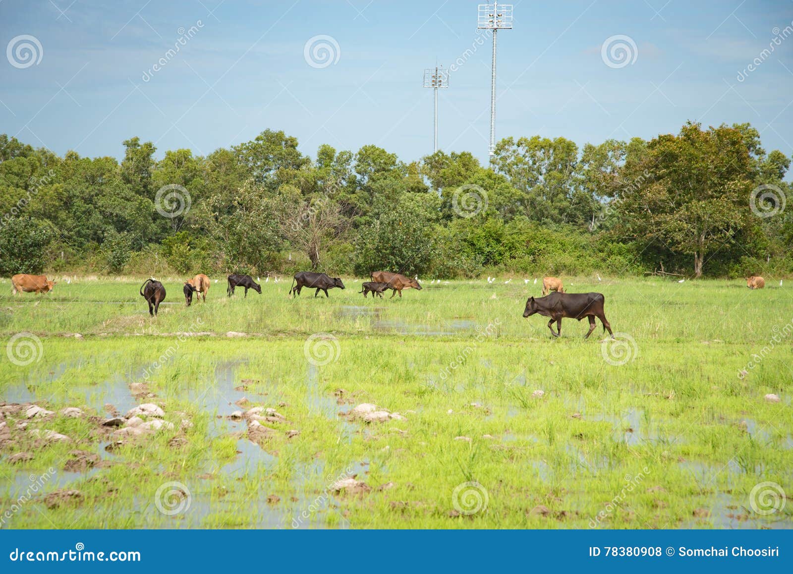 Cow in paddy fields stock photo. Image of rural, thailand - 78380908