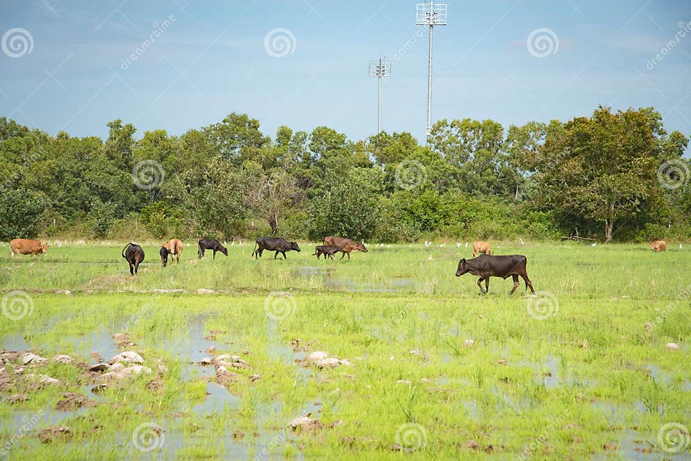 Cow in paddy fields stock photo. Image of rural, thailand - 78380908