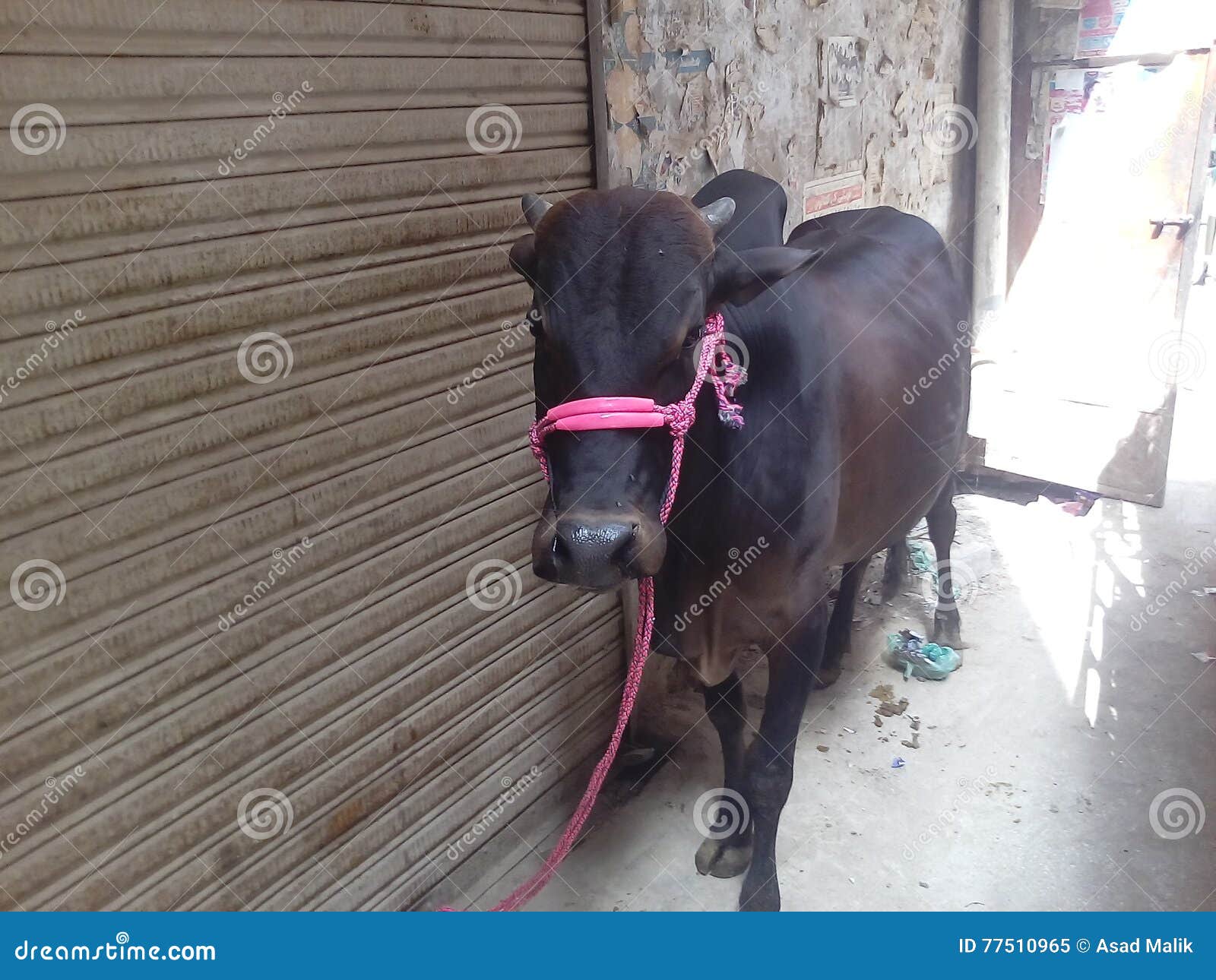 Cow stock image. Image of dairy, colour, unique, pakistan - 77510965