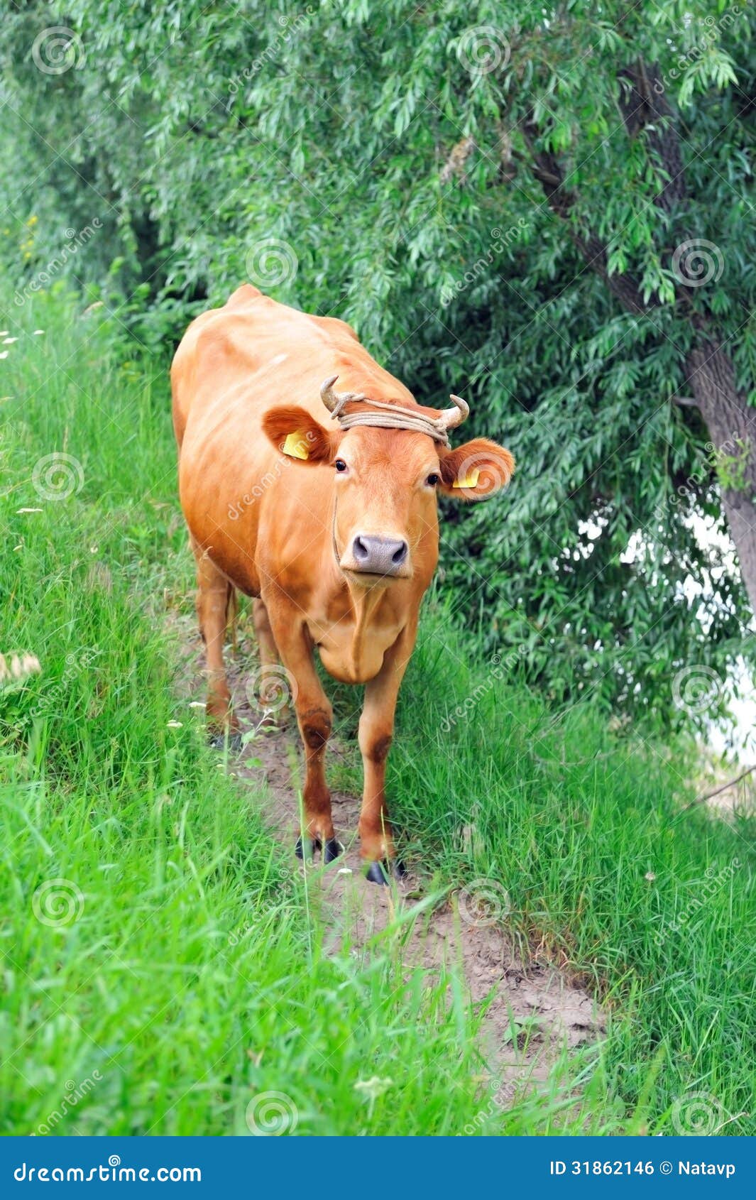 Cow pale brown color . stock photo. Image of cattle, grassland - 31862146